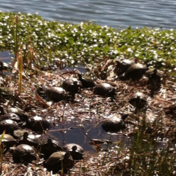 Turtle | Project Noah