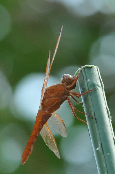 dragon fly | Project Noah