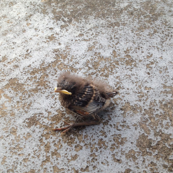 Northern Mockingbird | Project Noah