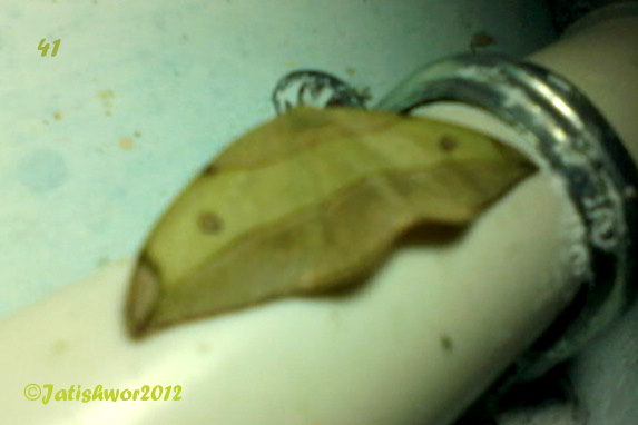 Maple spanworm | Project Noah