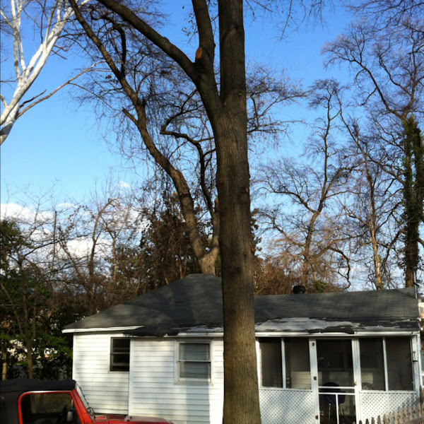 Water oak | Project Noah