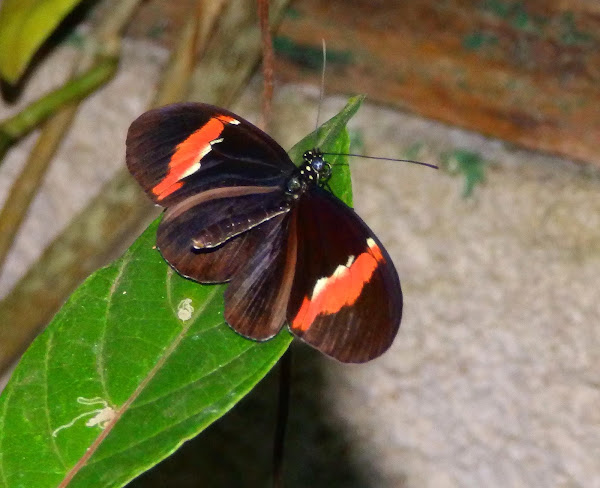 Longwing | Project Noah