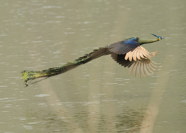 Green Peafowl | Project Noah