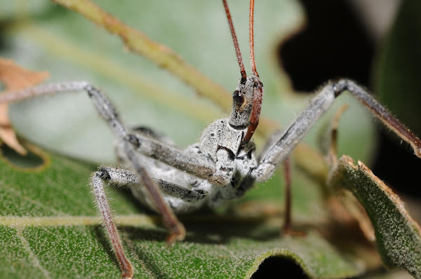 Wheel bug (nymph) | Project Noah