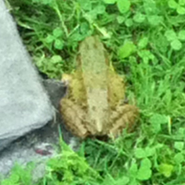 Green frog | Project Noah