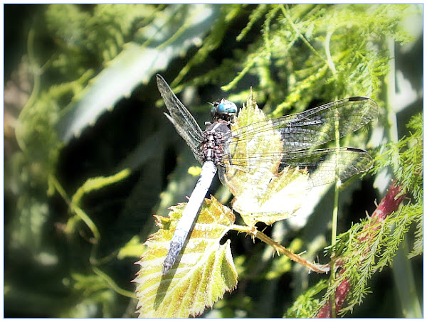 Dragonfly | Project Noah