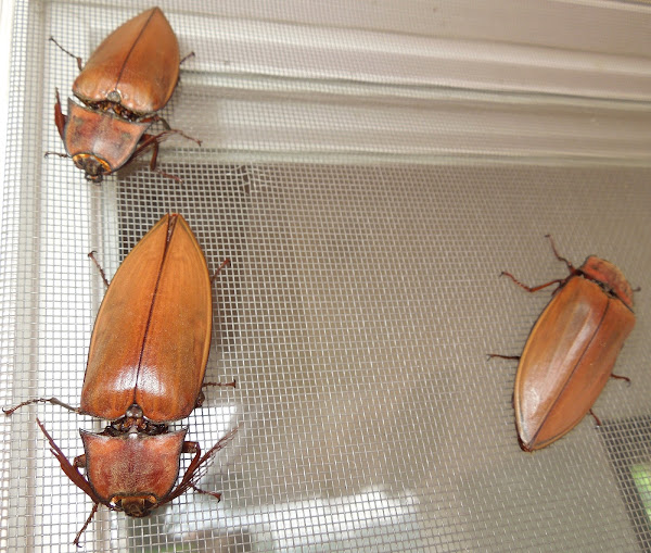 Giant Click Beetles | Project Noah