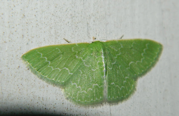 Wavy-lined Emerald Moth | Project Noah