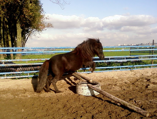 Shetlander Zorro: Actie in de bak!!! • Bokt.nl