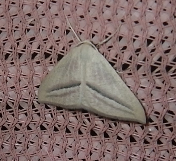 VESTAL MOTH | Project Noah