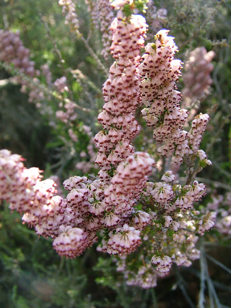 Plumehair Heath | Project Noah