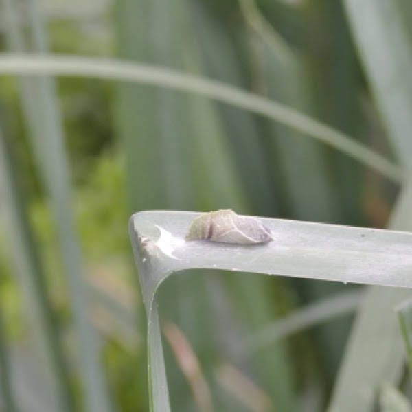 Butterfly chrysalis | Project Noah