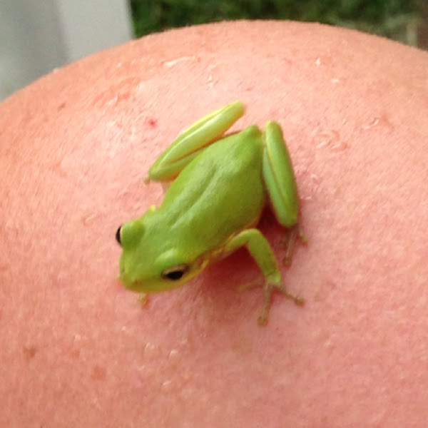 Squirrel Tree Frog | Project Noah