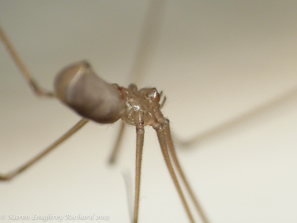 Daddy long-legs spider | Project Noah