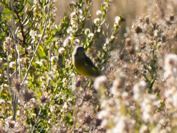 Greenfinch; Verderón | Project Noah