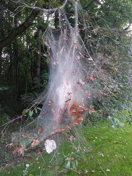 Oak Leafroller | Project Noah