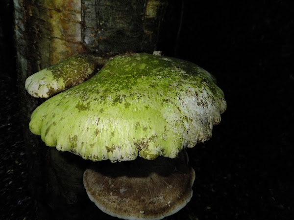 Birch polypore | Project Noah