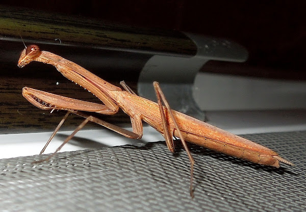 Praying Mantis | Project Noah