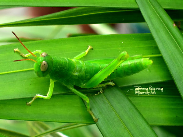 Grasshopper (Nymph) | Project Noah