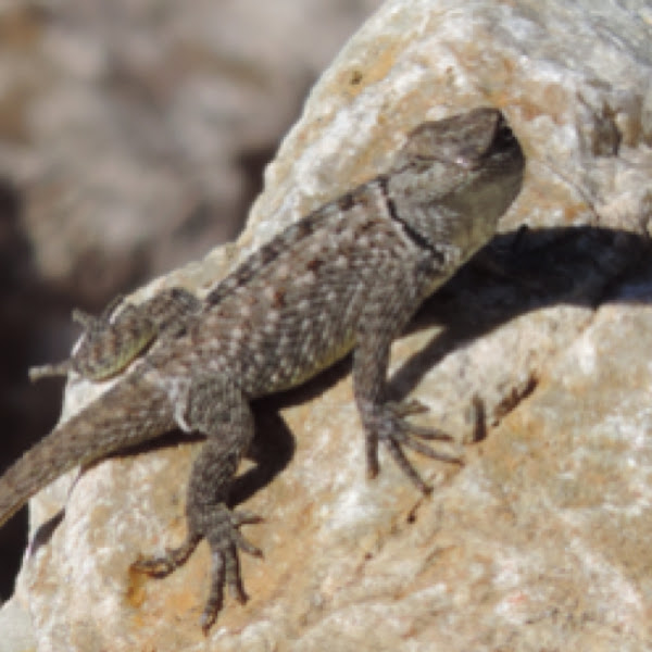 Desert Spiny Lizard | Project Noah