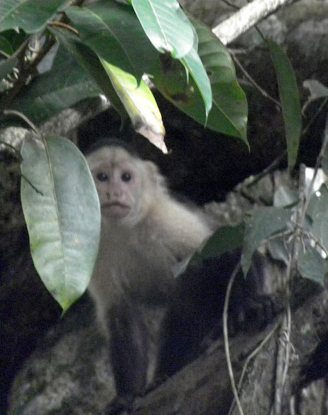 White faced Capuchin Monkey | Project Noah