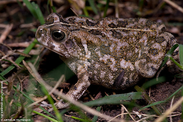 African Common Toad | Project Noah