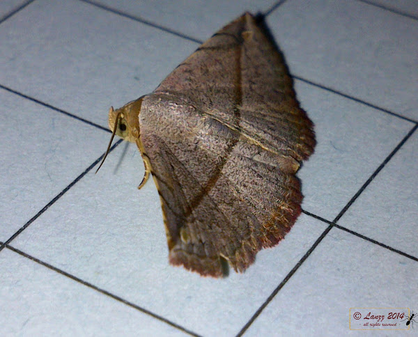 Erebid Moth | Project Noah