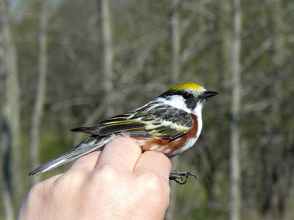 Chestnut-sided Warbler | Project Noah