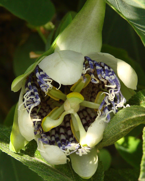 Passionflower | Project Noah