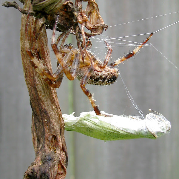Cross Orbweaver | Project Noah