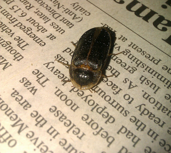 Glow worm | Project Noah