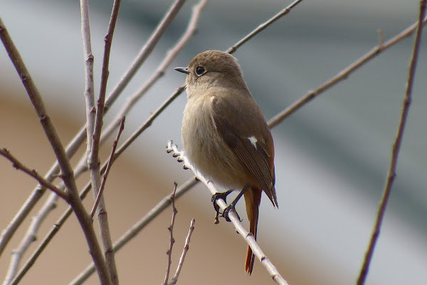 Daurian Redstart, female | Project Noah