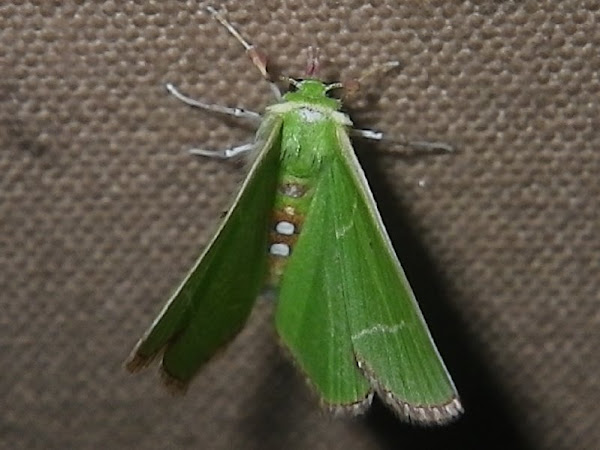 Emerald Moth | Project Noah
