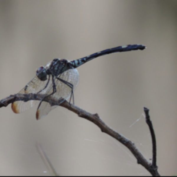 Swift Setwing | Project Noah