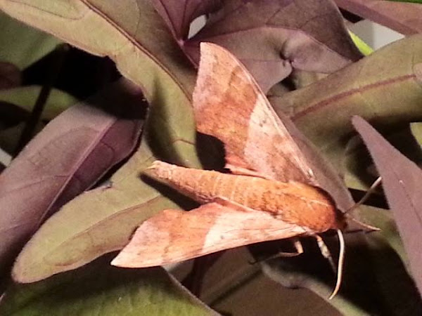 Azalea Sphinx | Project Noah