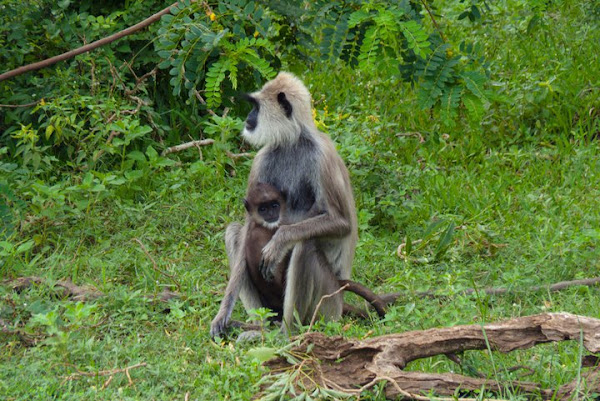 Tufted gray Langur | Project Noah