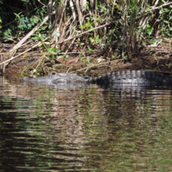 American Alligators | Project Noah