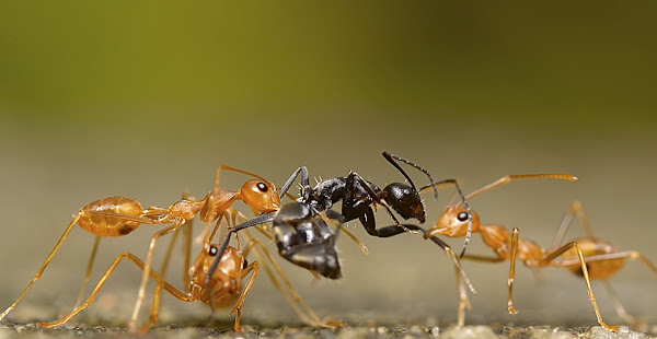 Weaver ants | Project Noah