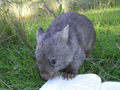 Bare Nosed Wombat | Project Noah