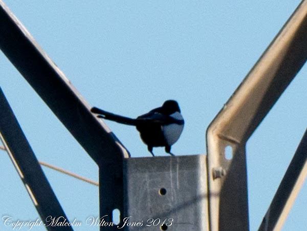 Magpie; Urraca | Project Noah