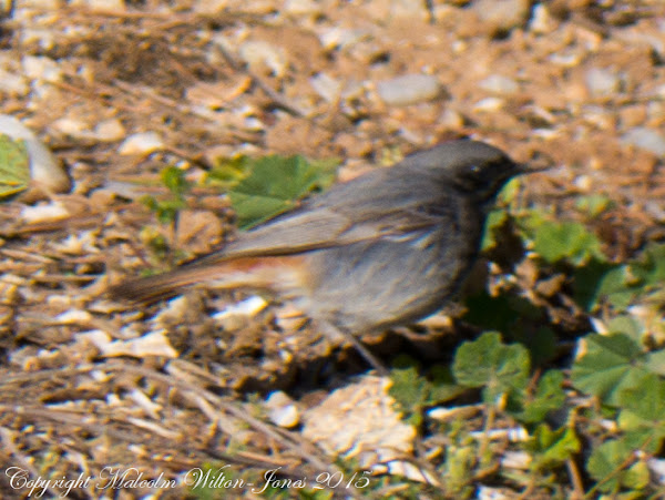 Black Redstart; Colirrojo Tizón | Project Noah