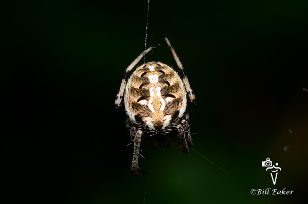 Arabesque Orb Weaver | Project Noah