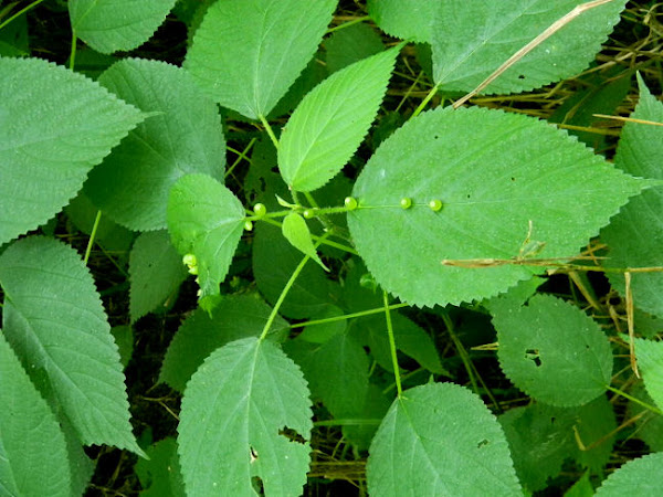 shrub | Project Noah