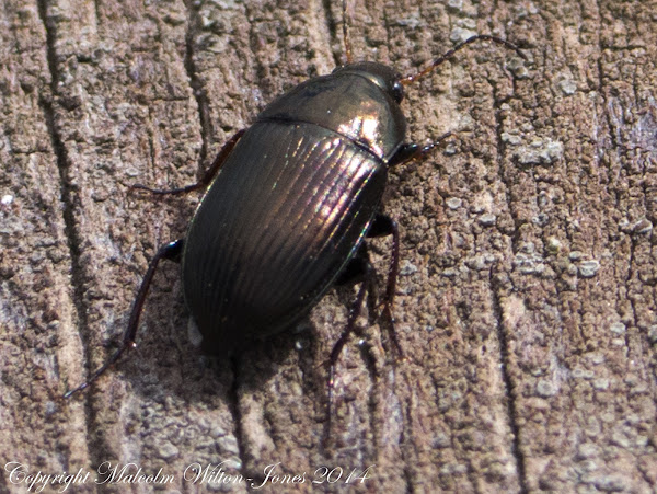 Ground Beetle | Project Noah