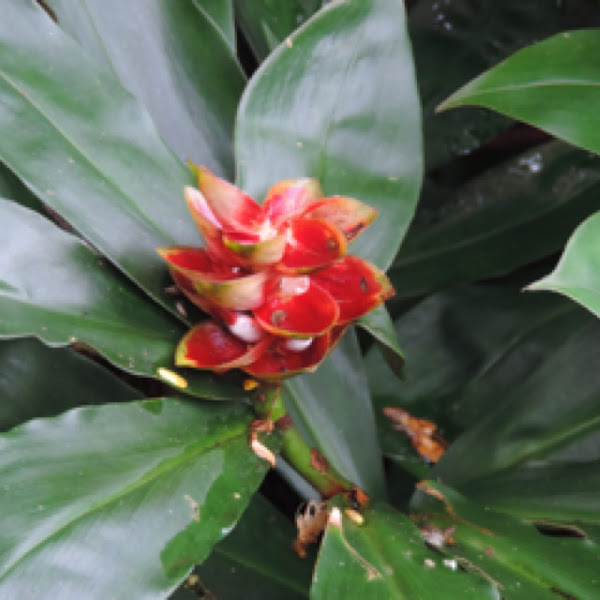 Spiral Ginger | Project Noah