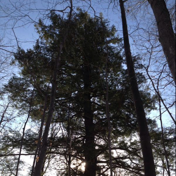 Canadian Hemlock | Project Noah