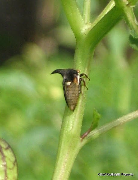 Thorn Mimic Treehopper | Project Noah