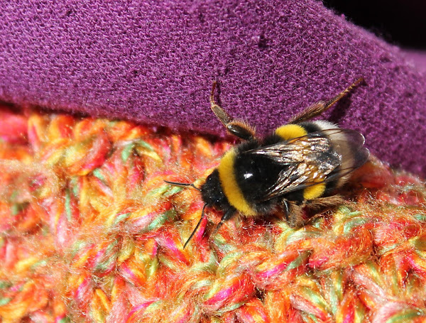 Buff-tailed bumblebee | Project Noah