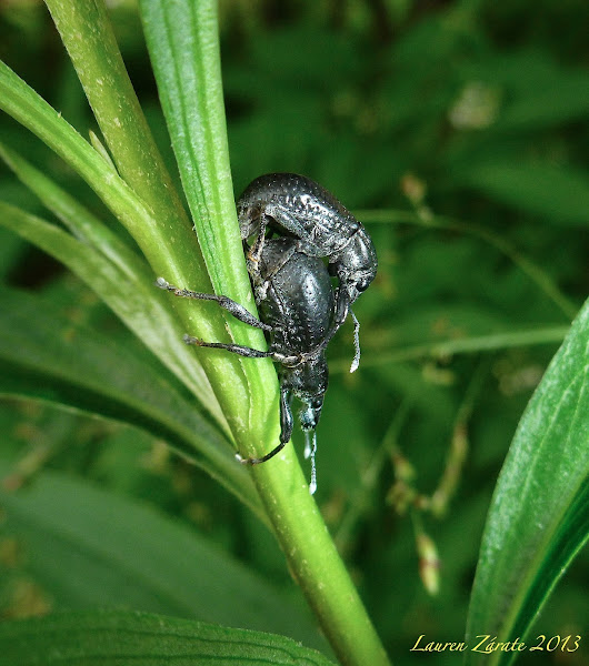 Broad-nosed weevils mating | Project Noah
