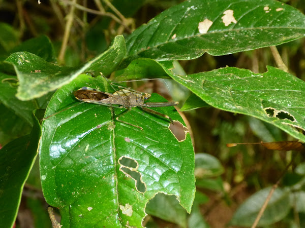 Assassin Bug | Project Noah
